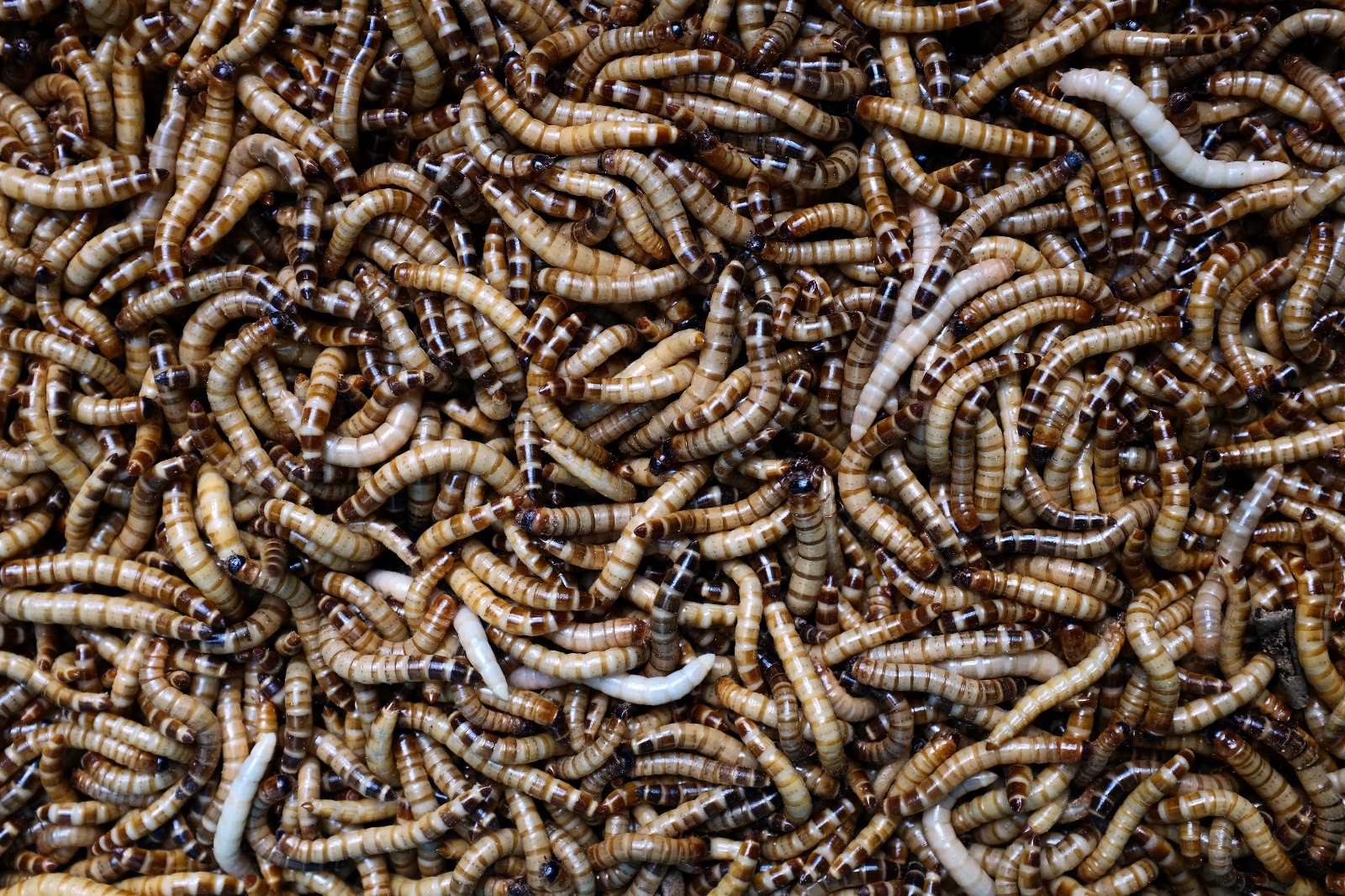 Discover the Benefits of Soldier Fly Larvae Chitosan Today